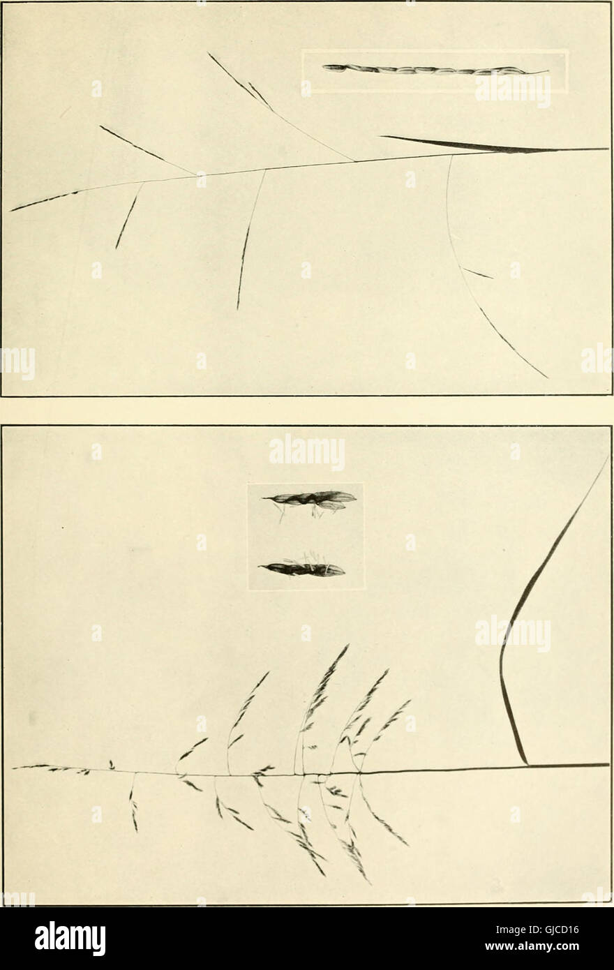 'The Book of Grasses' (1912) provides an illustrated guide to common ...