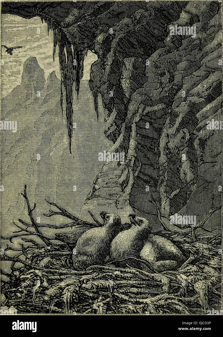 This 1875 work, translated from French, recounts the romanticized ...