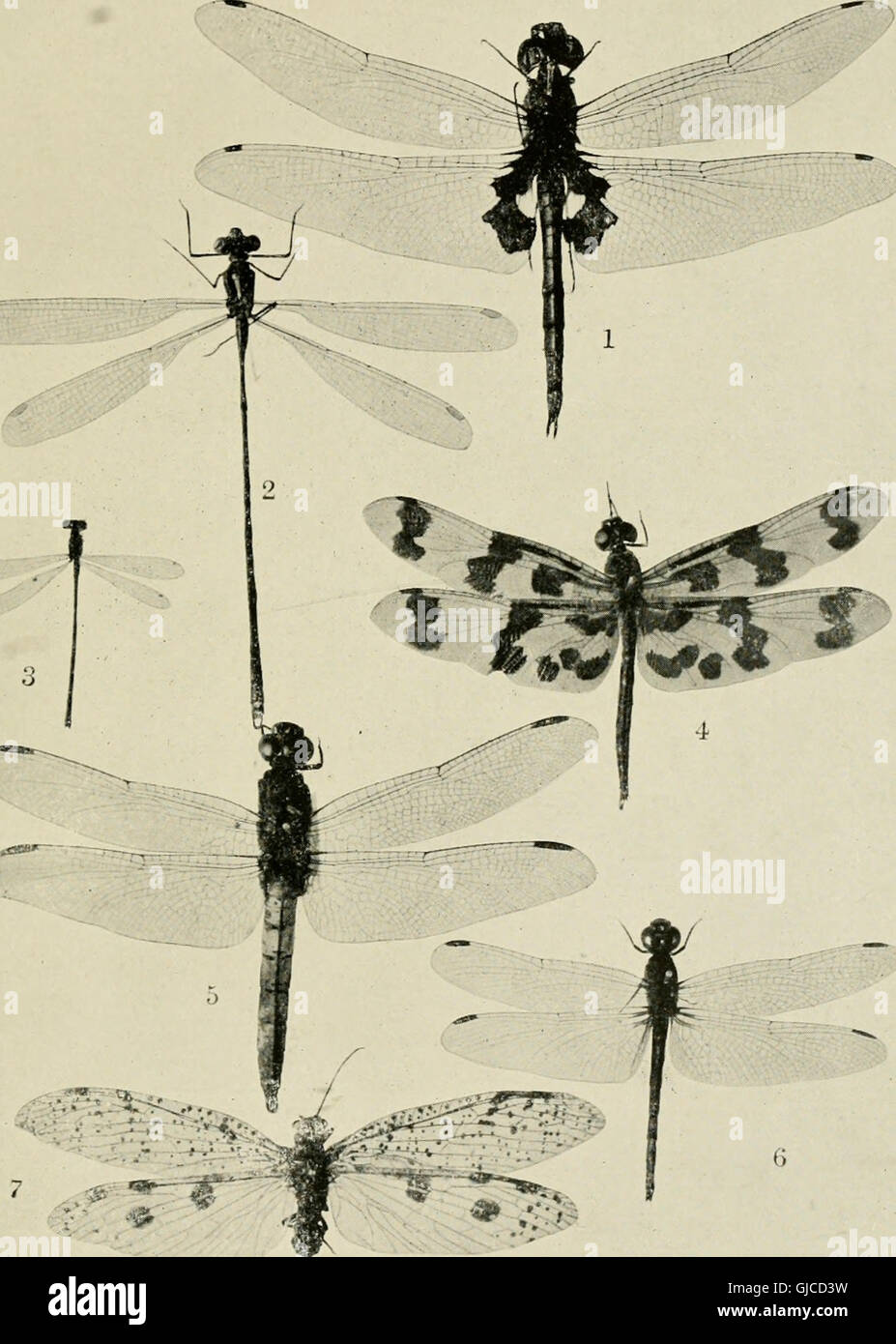 *Australian Insects* is a comprehensive study of insect species found ...