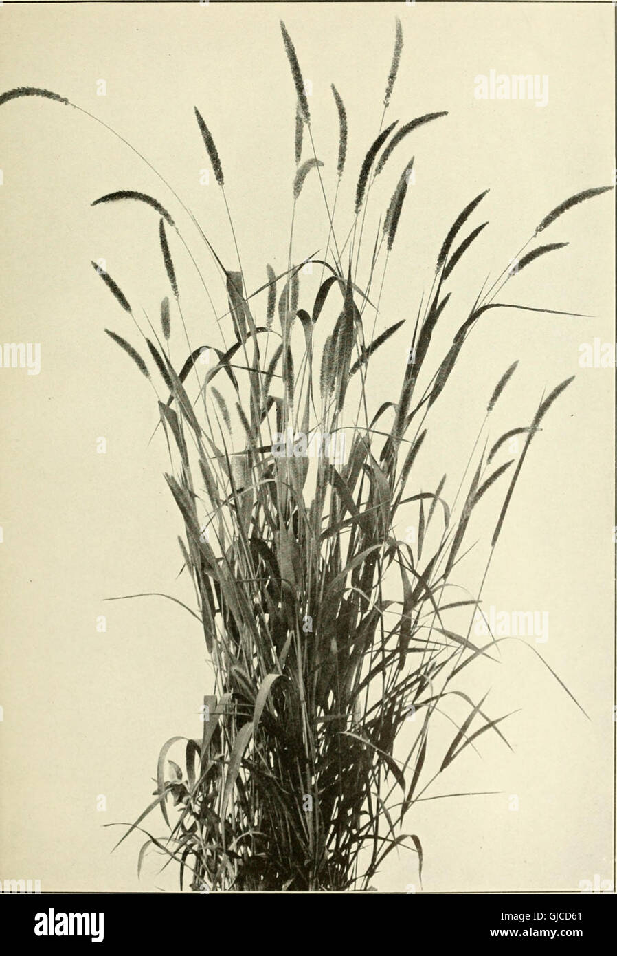 Published in 1912, this book is a comprehensive guide to common grasses ...