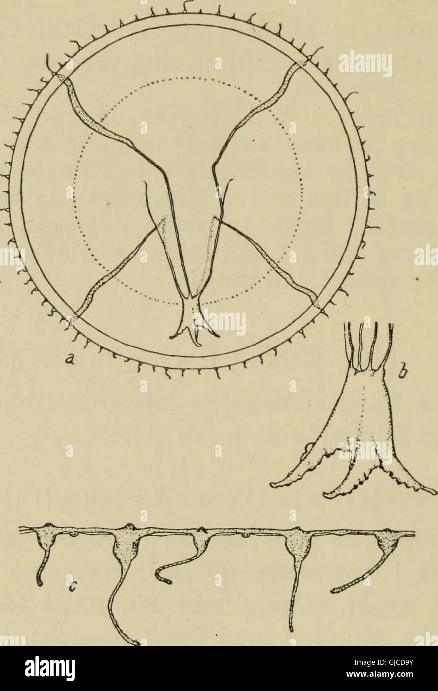 *Danmarks Fauna* (1907) is an illustrated guide to the fauna of Denmark ...