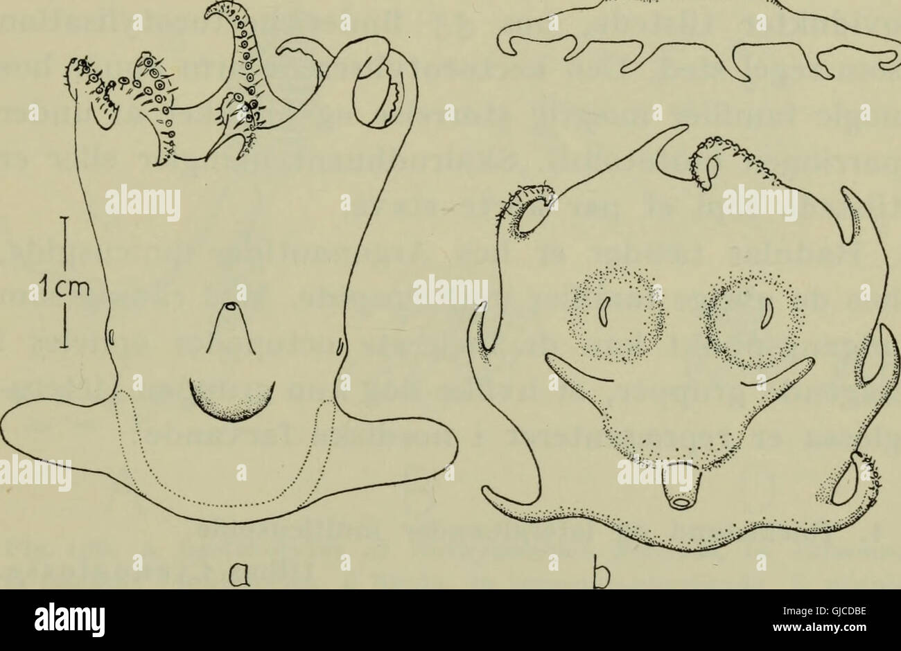 This 1907 illustrated guide explores the diverse animal life of Denmark ...