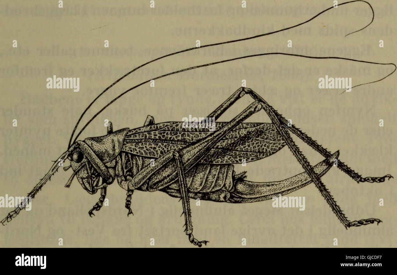 Danmarks fauna; illustrerede haandbC3B8ger over den danske dyreverden ...