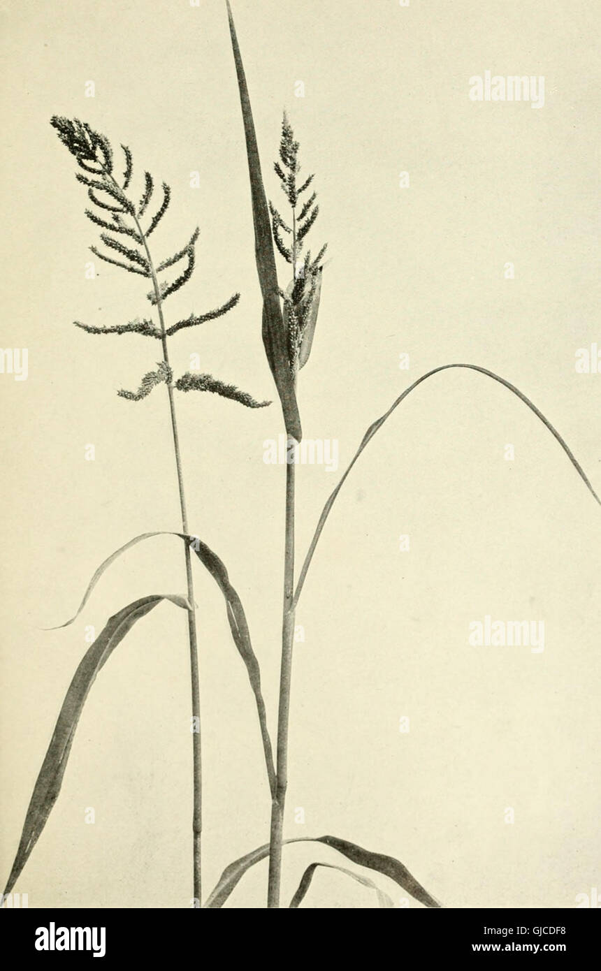 This 1912 illustrated guide provides detailed information on common ...