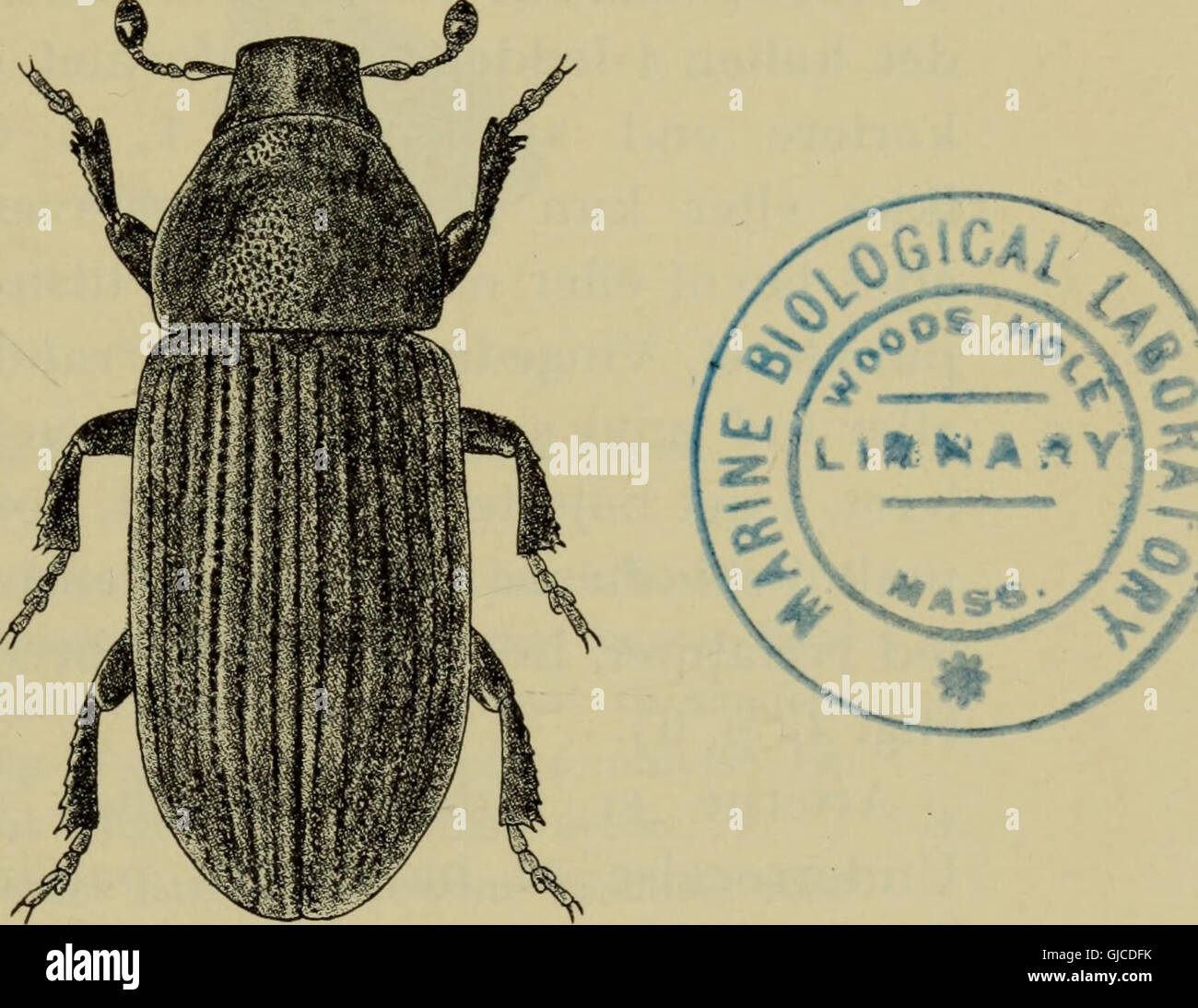 The 1907 edition of 'Danmarks Fauna' is a comprehensive guide to ...