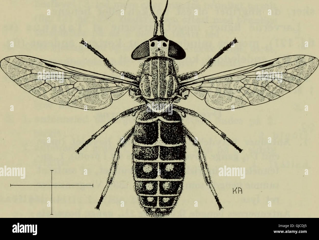 'Danmarks fauna' (1907) is an illustrated guide to the fauna of Denmark ...