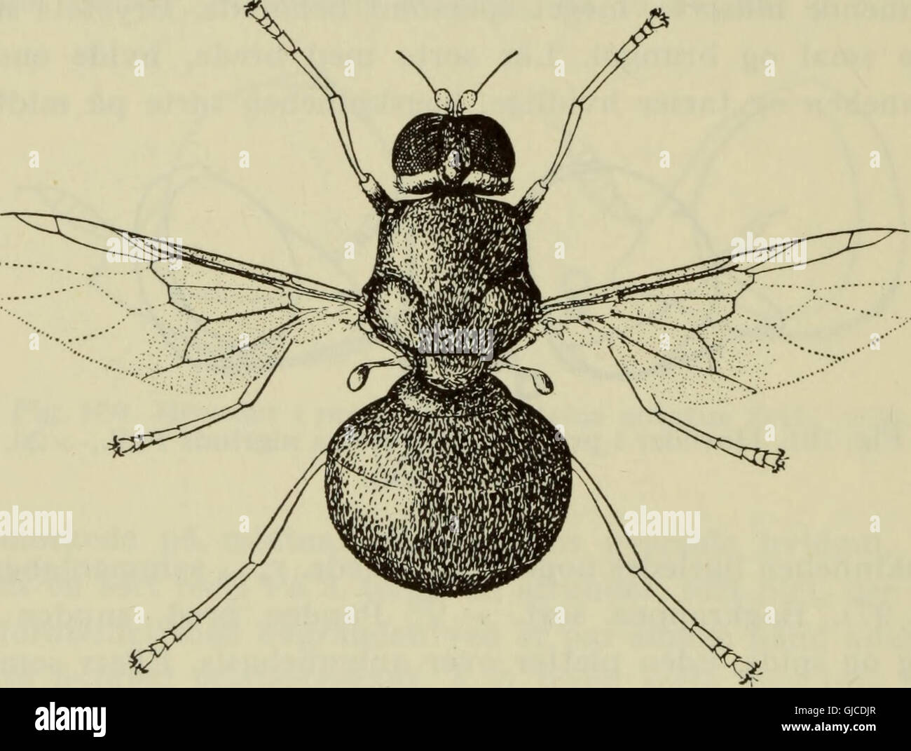'Danmarks Fauna' (1907) is an illustrated guide to the animal life of ...