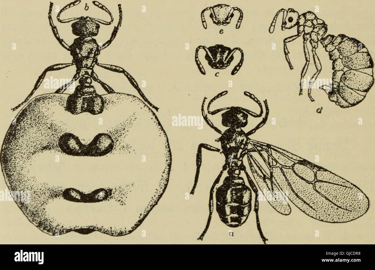 This 1907 illustrated handbook presents the fauna of Denmark, detailing ...