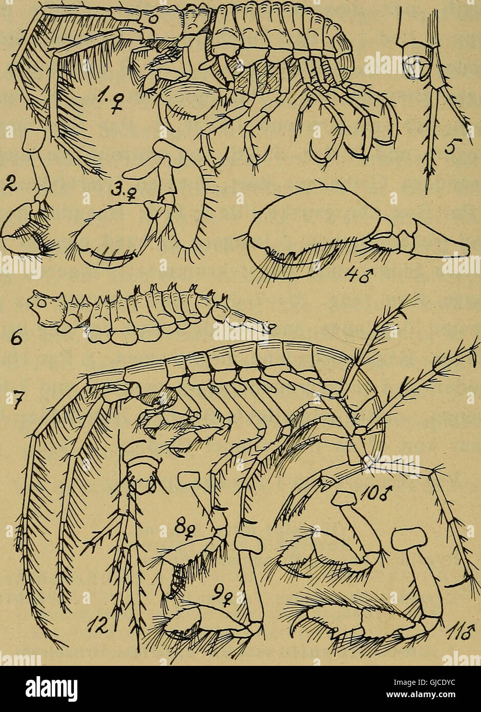 'Danmarks Fauna' (1907) is an illustrated guide to the fauna of Denmark ...