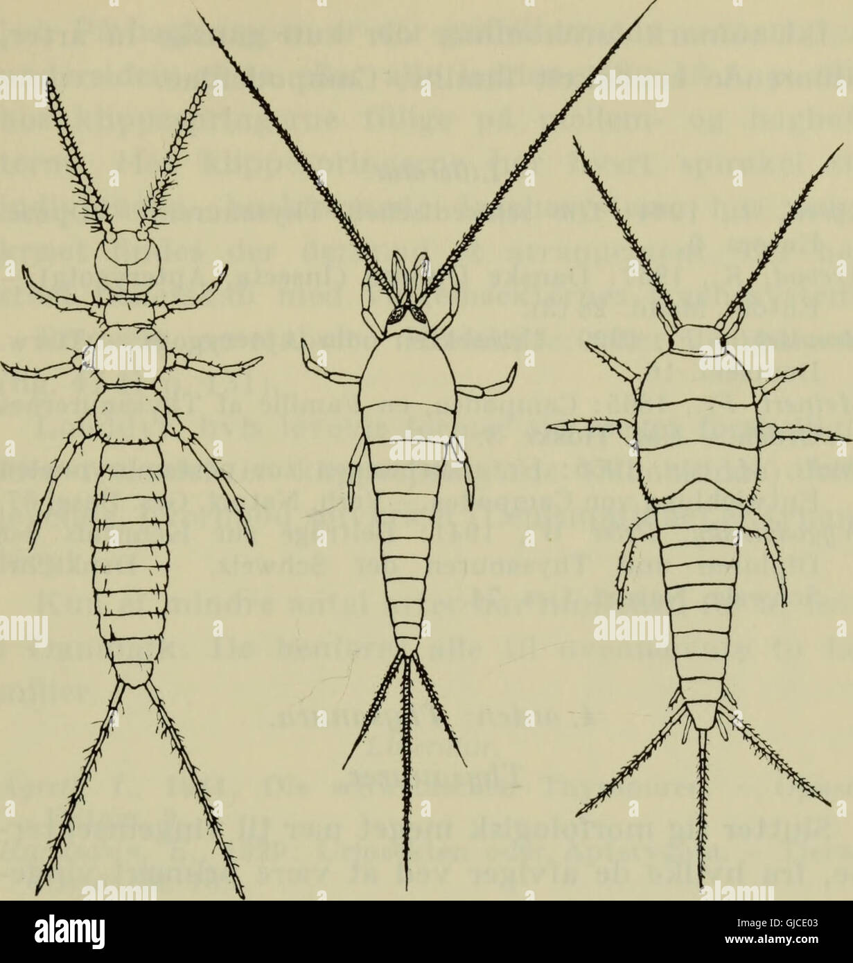 'Danmarks Fauna' (1907) is an illustrated guide to the animal life of ...