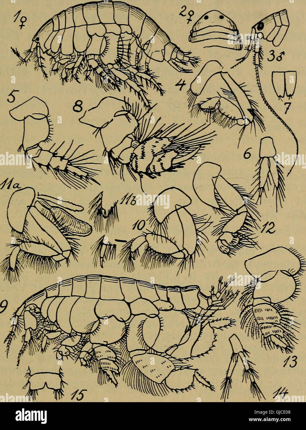 *Danmarks Fauna* (1907) is an illustrated guide to the animal life of ...