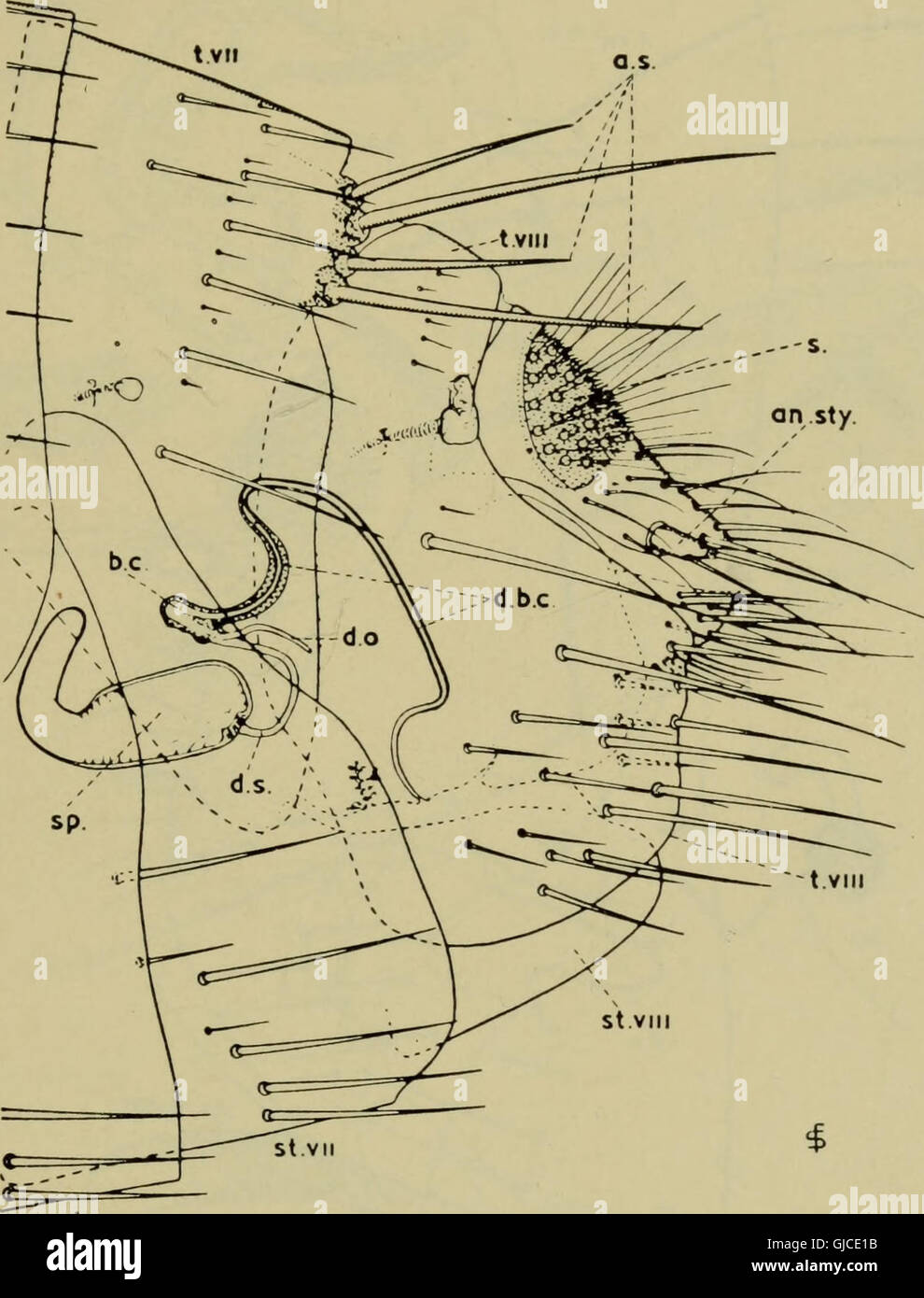 This 1907 work provides an illustrated guide to the fauna of Denmark ...