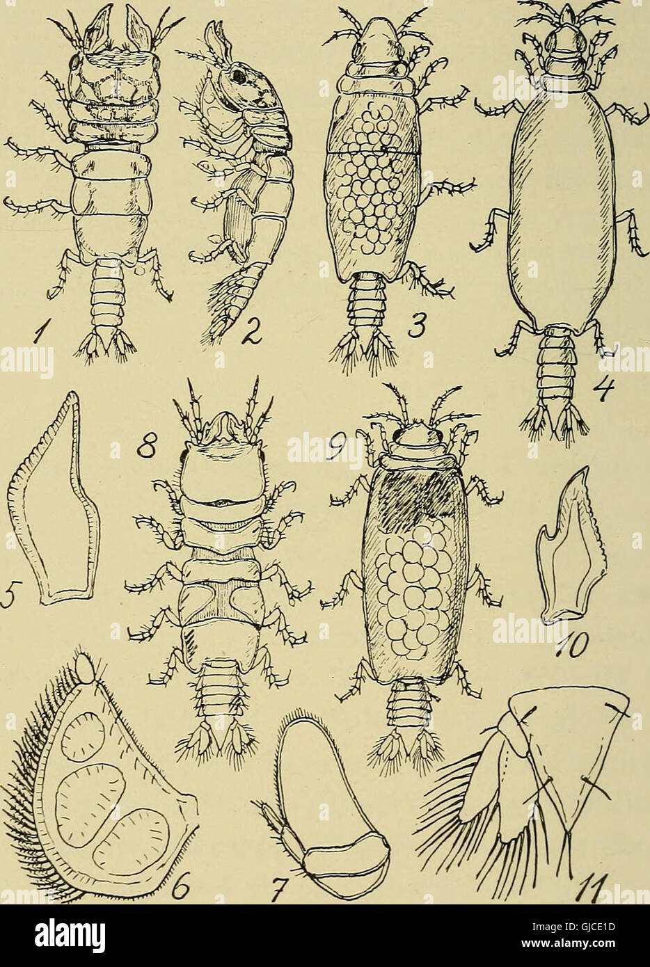 'Danmarks Fauna' (1907) is an illustrated guide to the animal life of ...