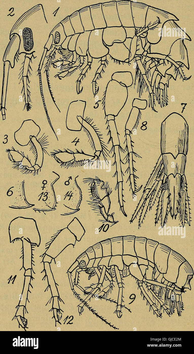 'Denmark's Fauna; Illustrated Handbooks of the Danish Animal World ...