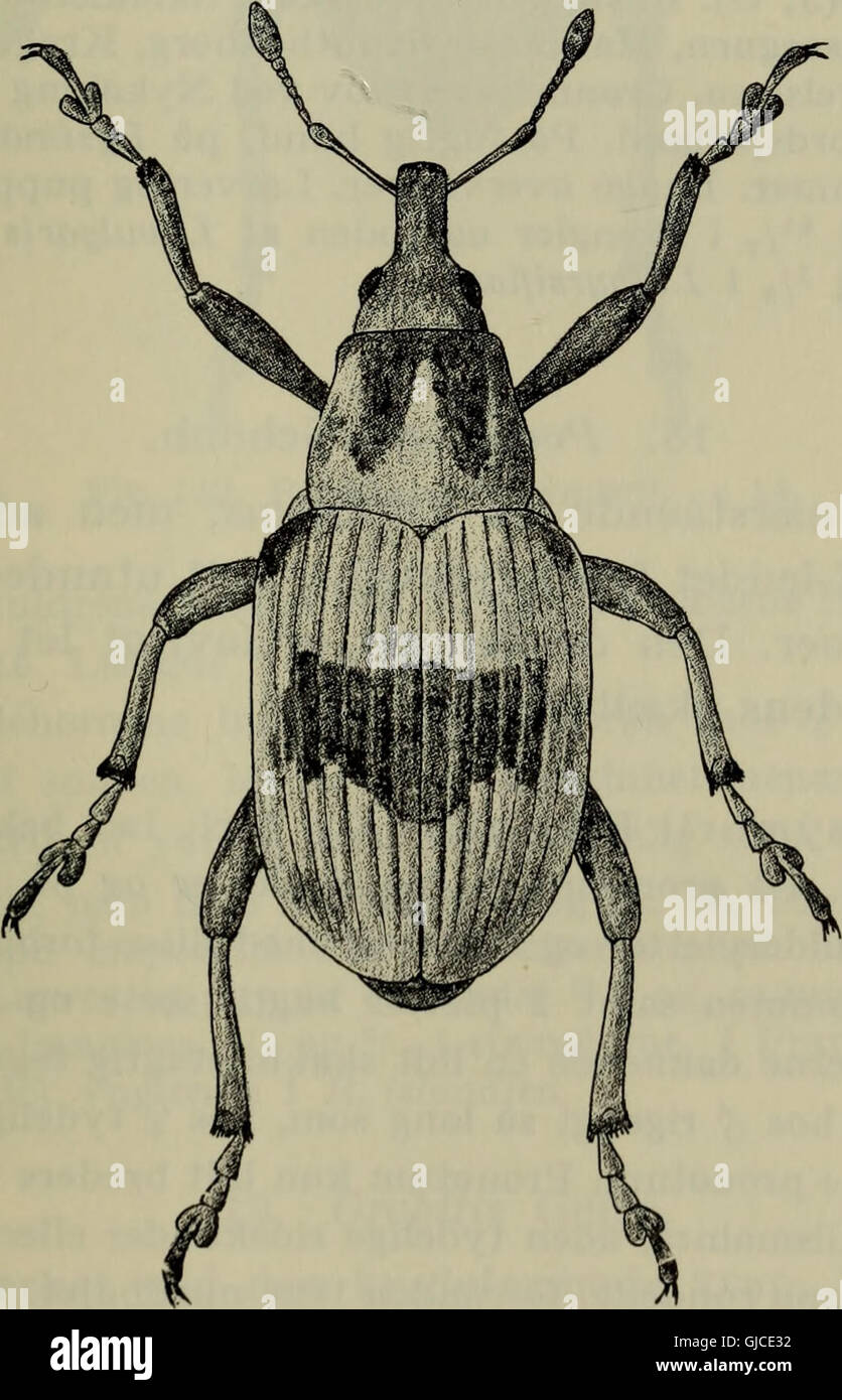 A 1907 illustrated handbook detailing the fauna of Denmark, describing ...