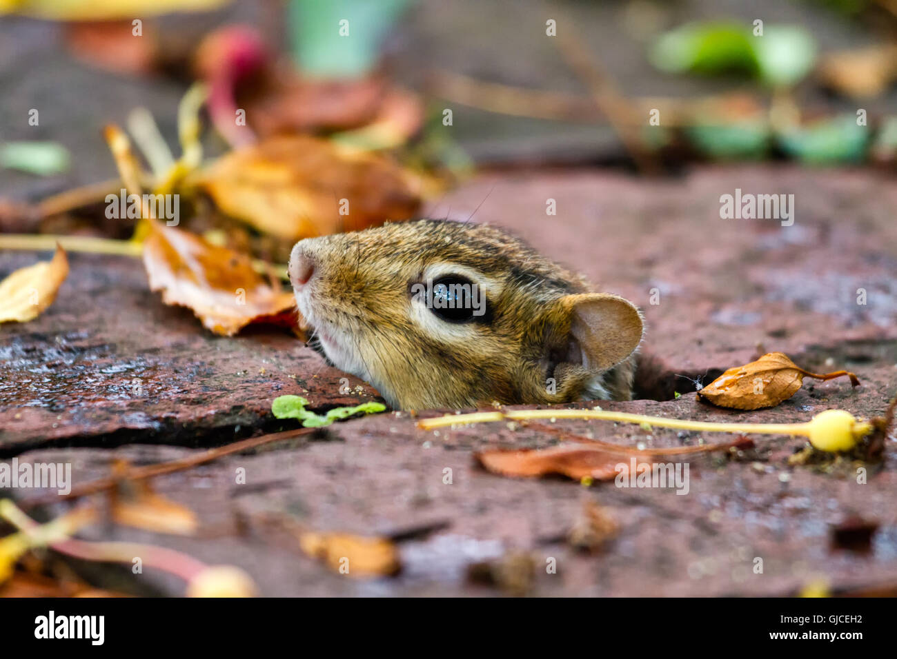 Eastern Chipmunk (Tamias striatus) coming out of it's hiding spot Stock ...