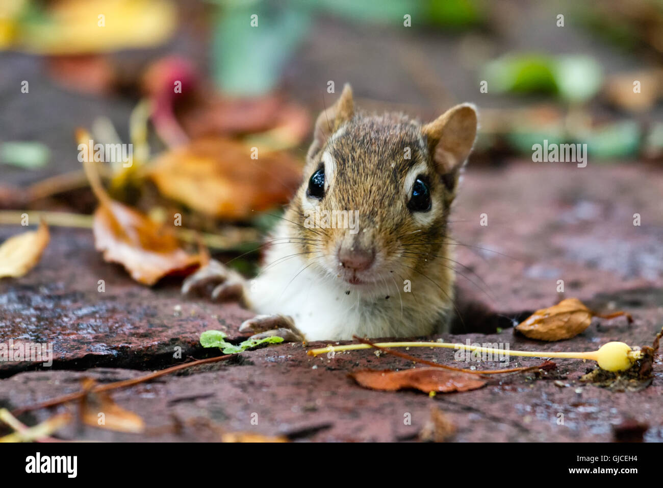 Chipmunk hole hi-res stock photography and images - Alamy