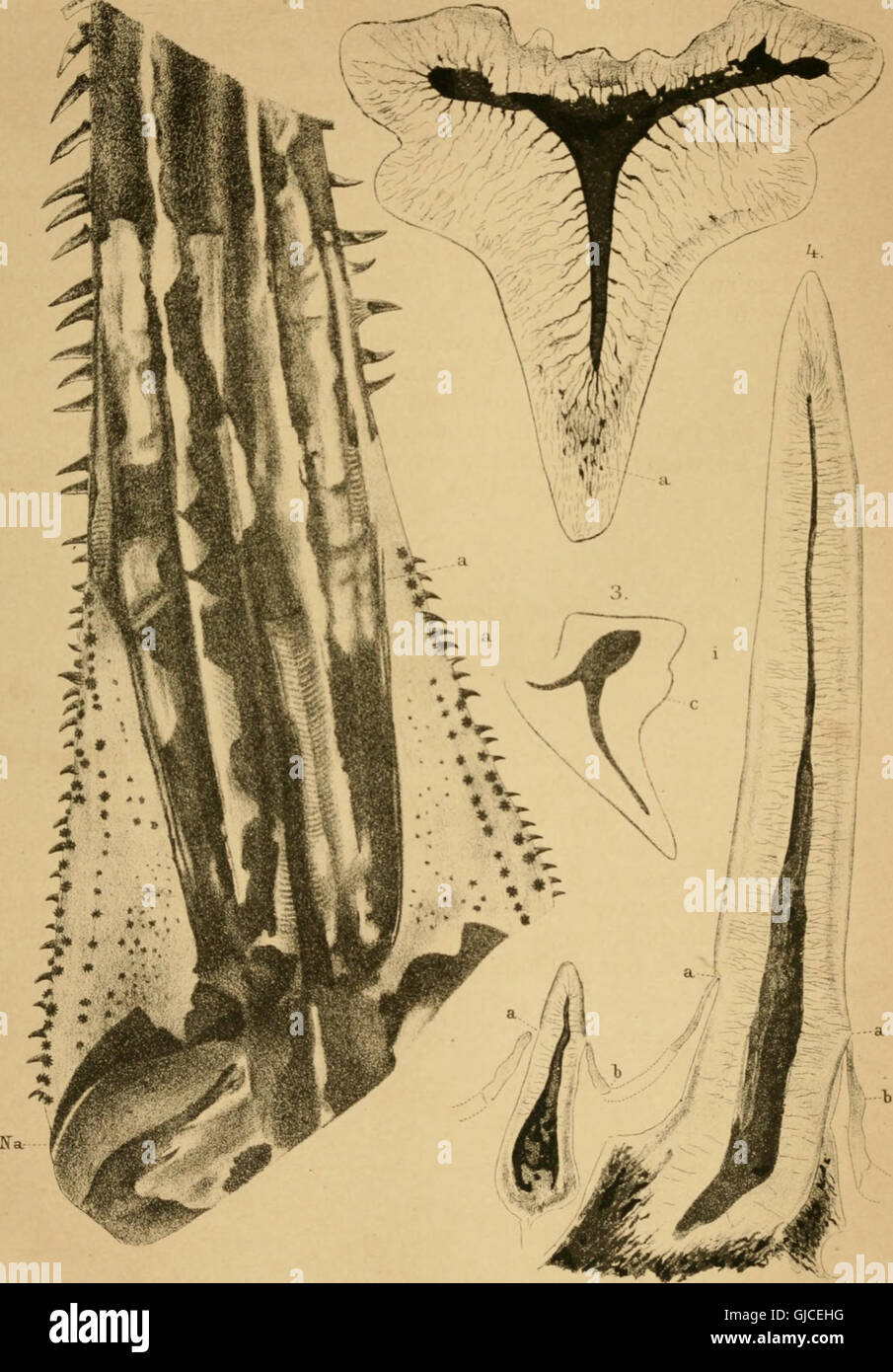 *Archiv für Naturgeschichte* (1891) is a scientific journal focusing on ...