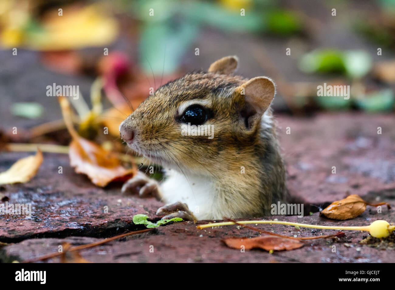 Eastern Chipmunk (Tamias striatus) coming out of it's hiding spot Stock ...