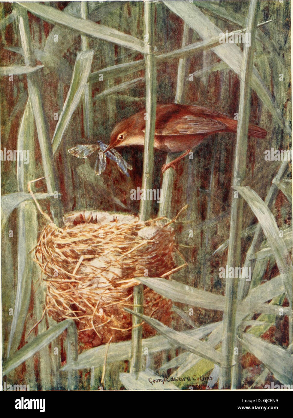 This 1922 book provides a year-round guide to birdwatching ...