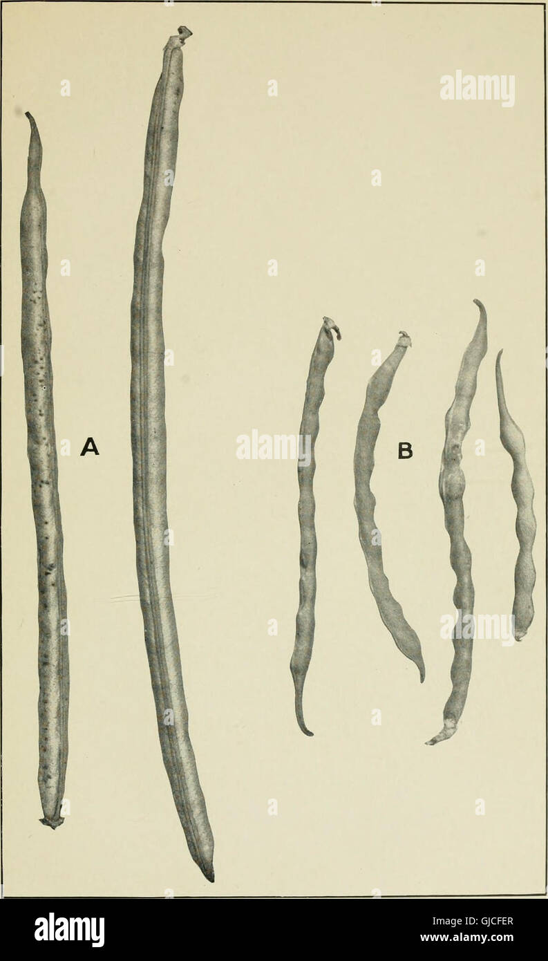 This 1907 work covers the history of the cowpea, focusing on its ...