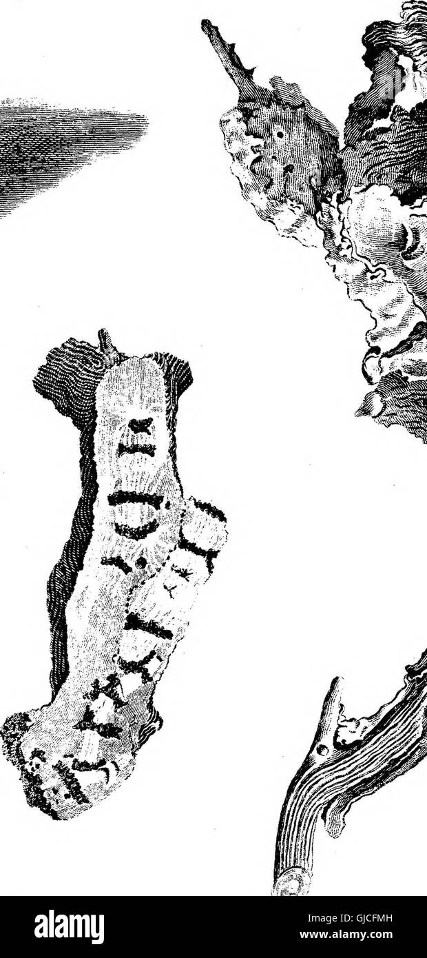 John Ellis' 18th-century letter to Daniel Solander argues the nature of ...