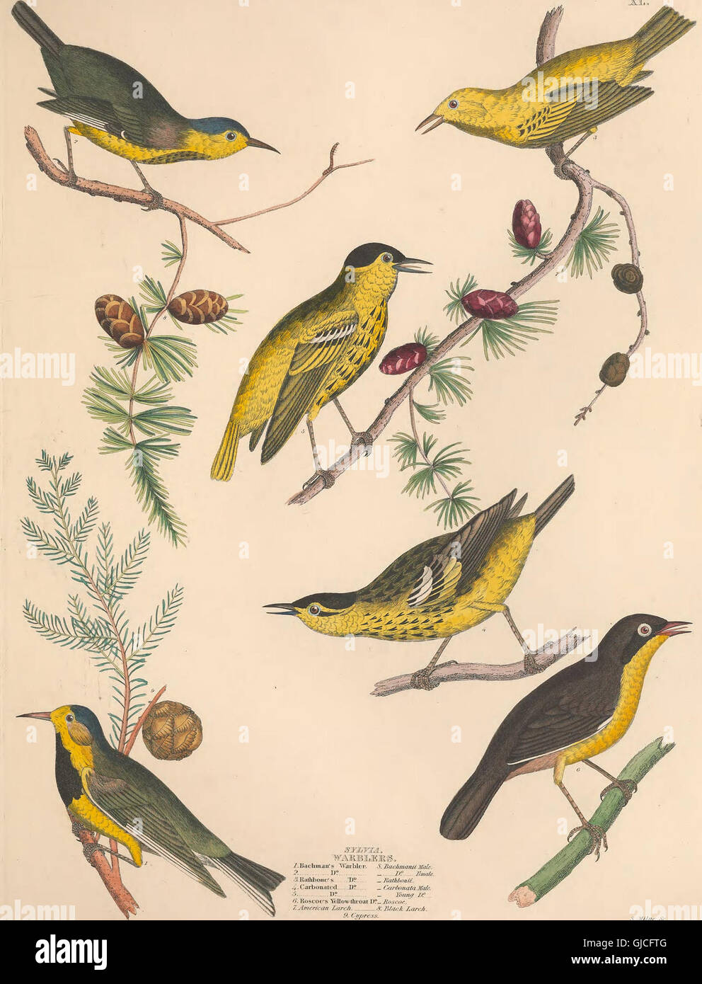 This work presents illustrations from Alexander Wilson and Charles ...