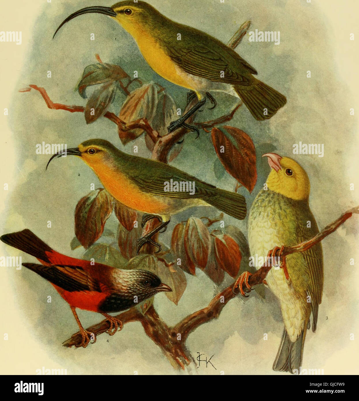 This work compiles accounts of bird species that have become extinct ...