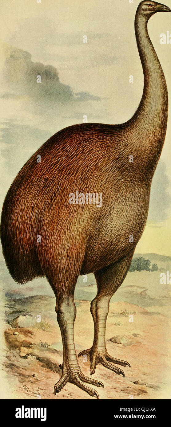 This image is from 'Extinct Birds,' an account of bird species that ...