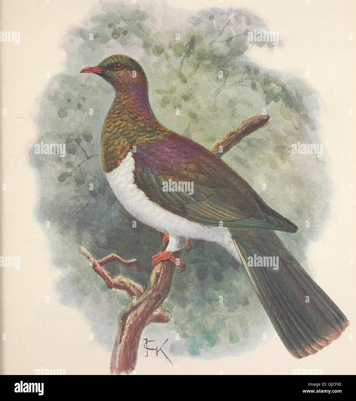 A comprehensive volume documenting extinct bird species, focusing on ...