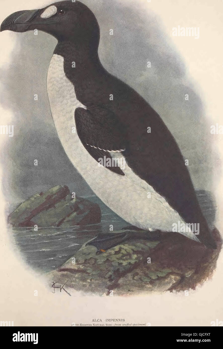 *Extinct Birds* provides a comprehensive overview of bird species that ...