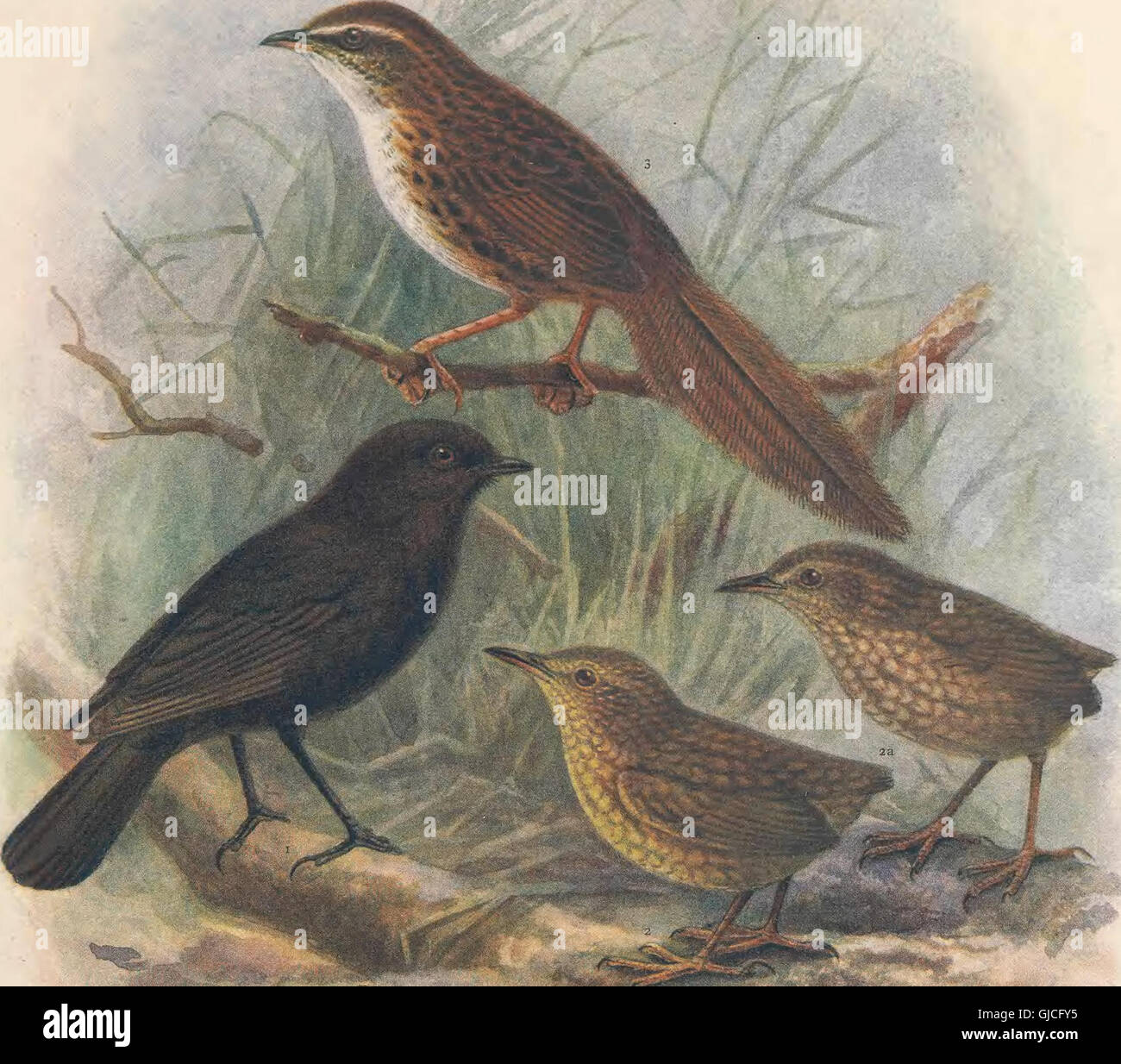 This work offers a compilation of extinct bird species that disappeared ...