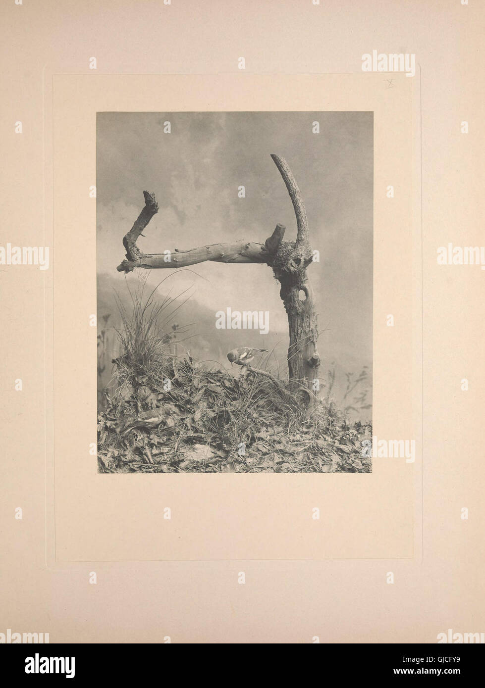 This collection of twenty-five photographs, printed in platinotype in ...