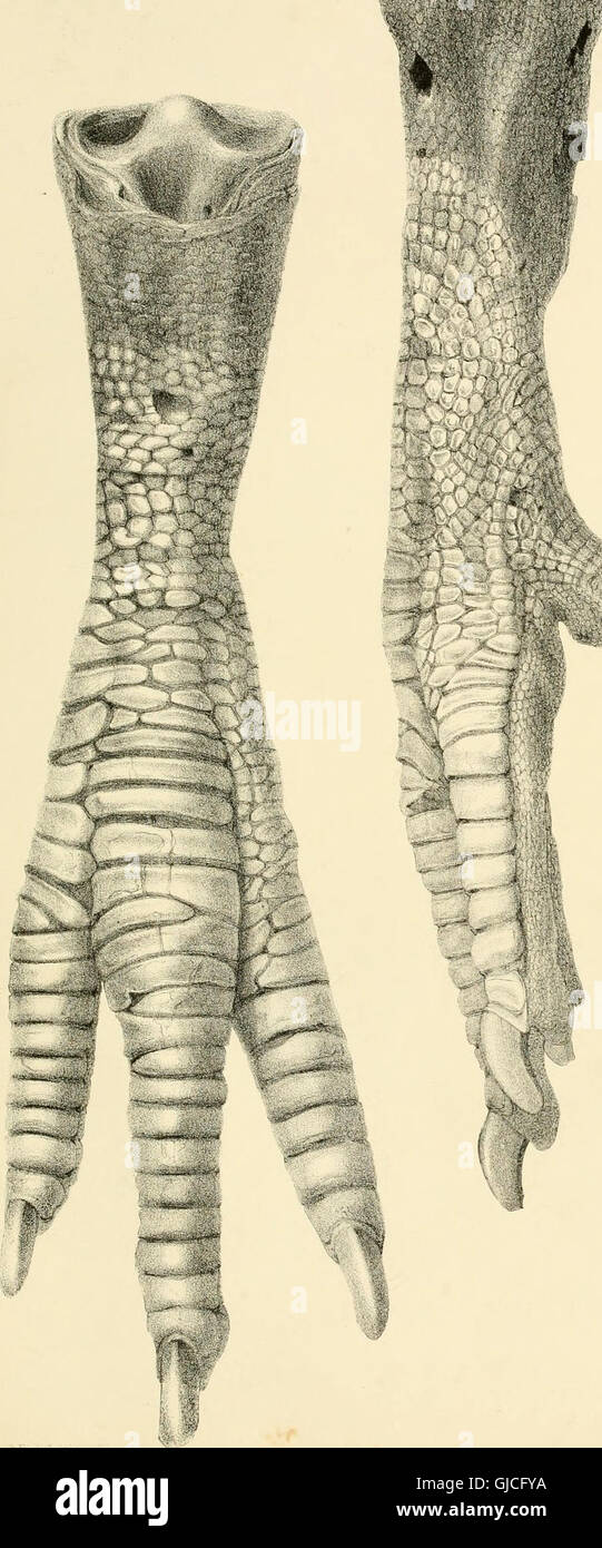 Map of mauritius dodo hi-res stock photography and images - Alamy