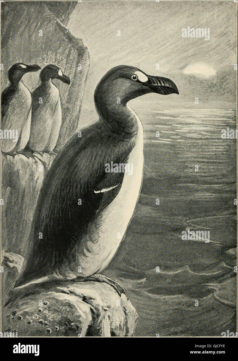 Lost and vanishing birds; being a record of some remarkable extinct ...