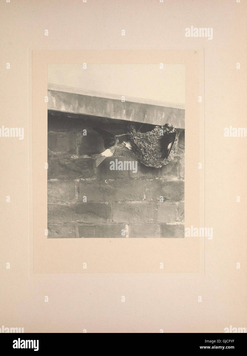 'Twenty-five photographs' (1895) features a series of fine photographic ...