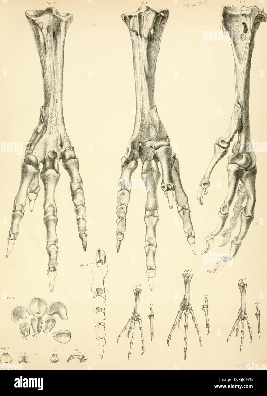 Map of mauritius dodo hi-res stock photography and images - Alamy