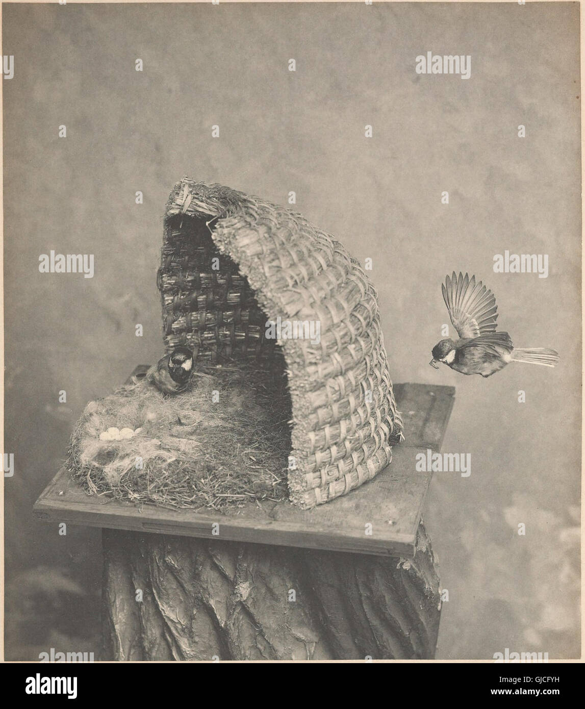 This collection features twenty-five photographs printed in platinotype ...