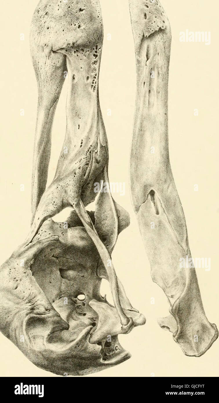 This 1848 work provides a detailed study on the dodo and related ...