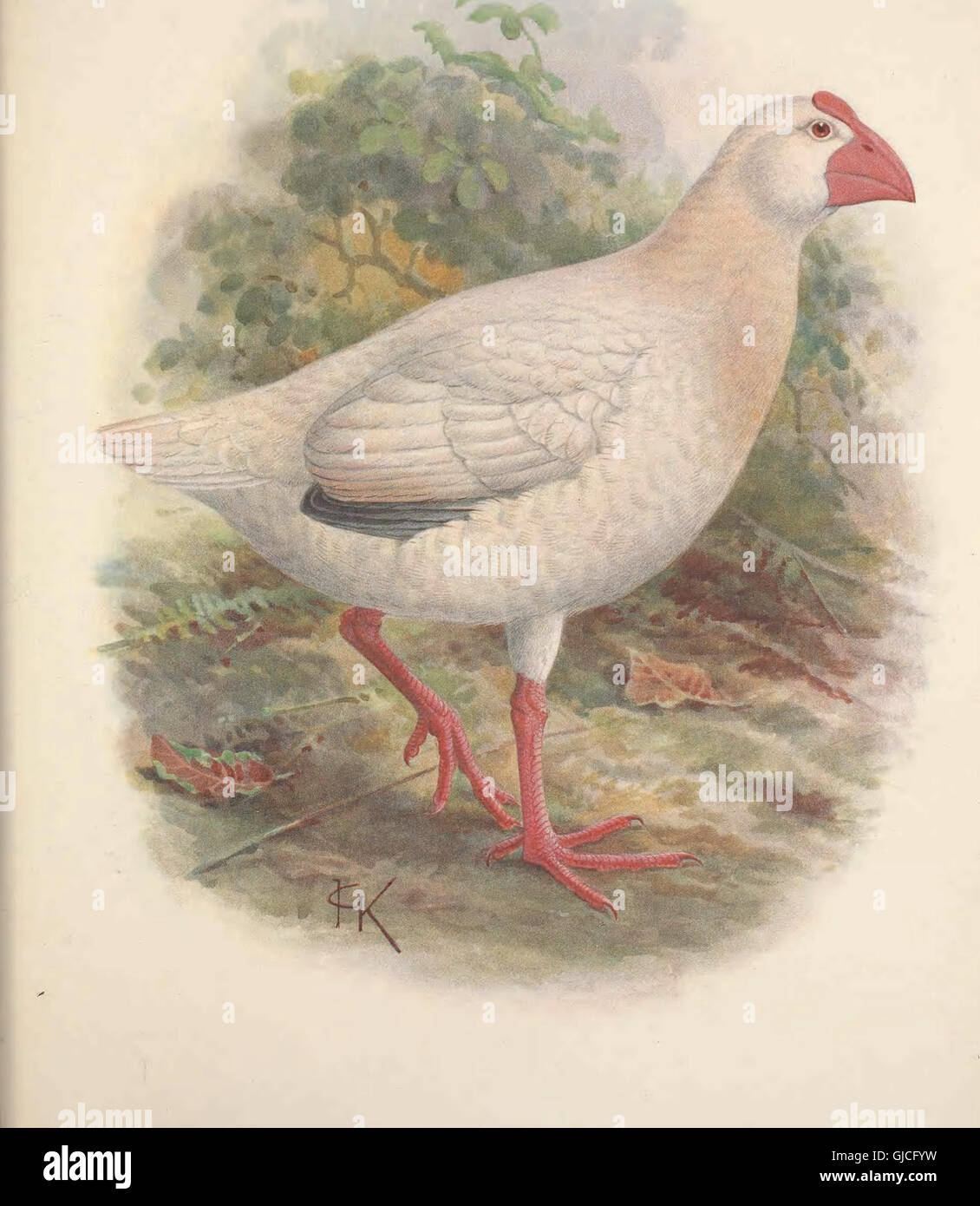 'Extinct Birds' compiles accounts of bird species that became extinct ...