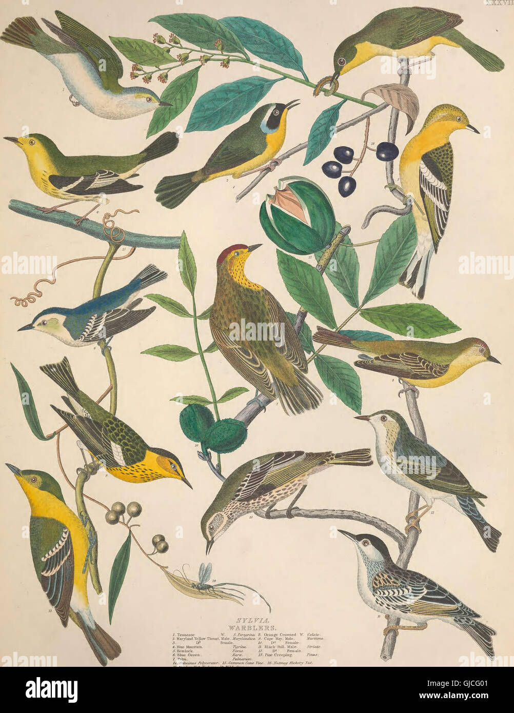 This work illustrates the contributions of Alexander Wilson and Charles ...