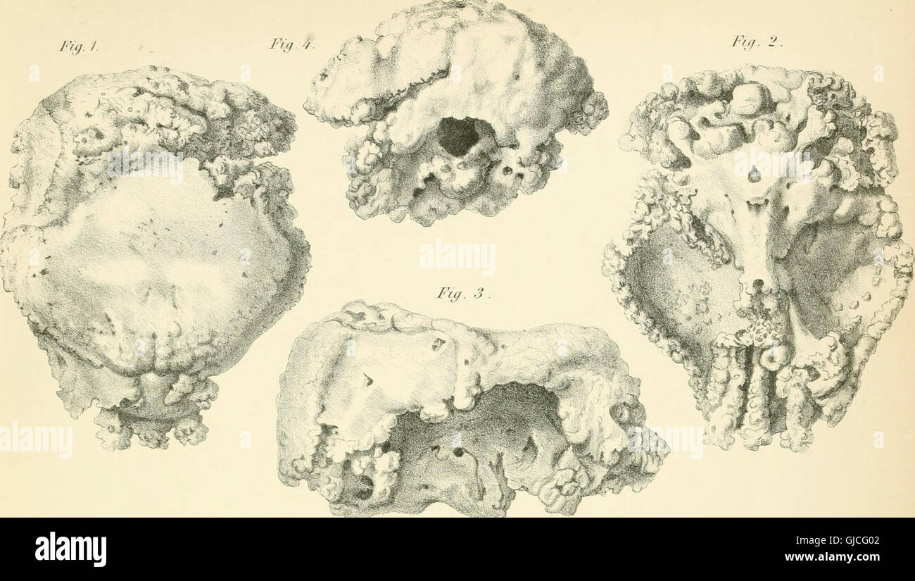 Map of mauritius dodo hi-res stock photography and images - Alamy