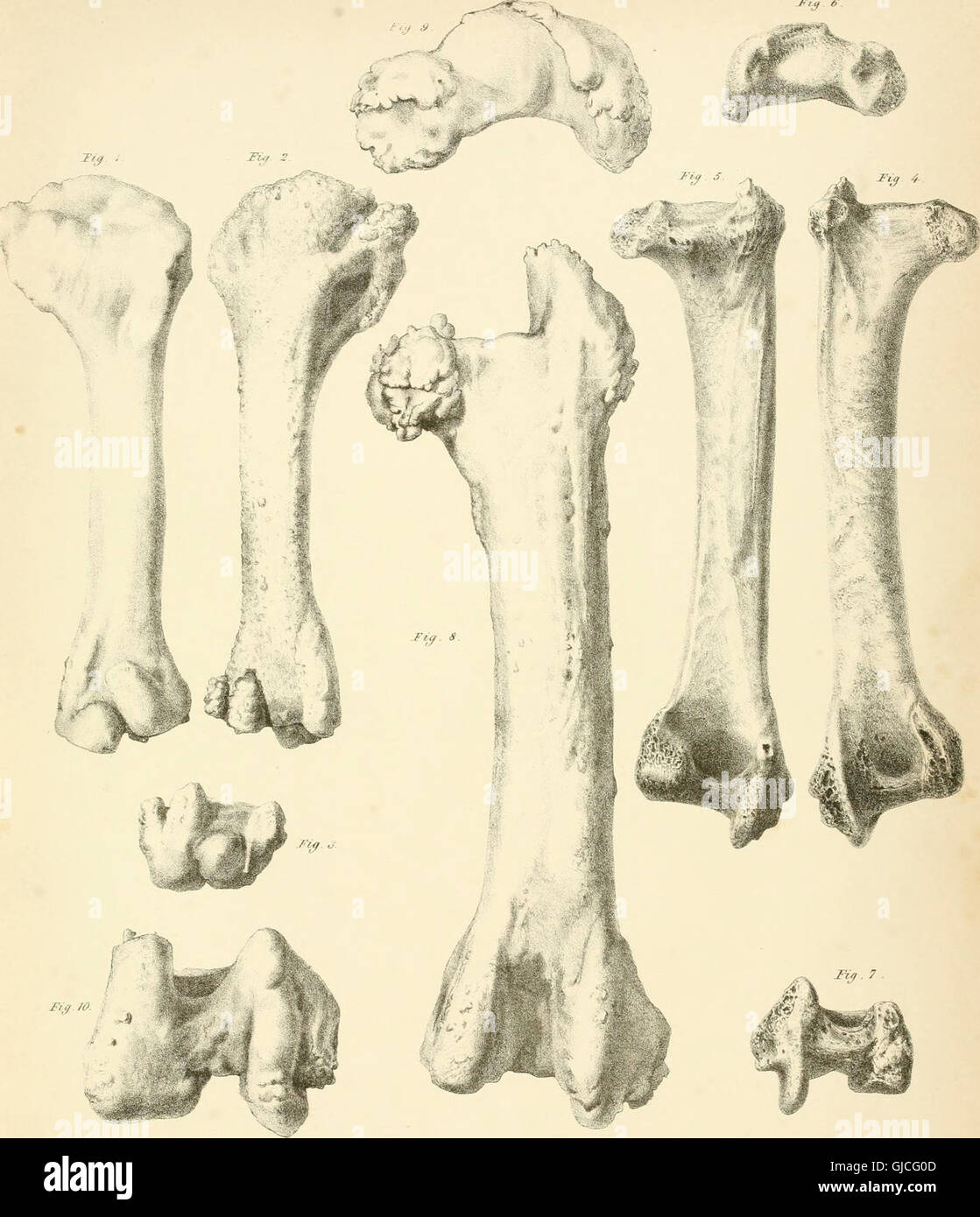 Map of mauritius dodo hi-res stock photography and images - Alamy