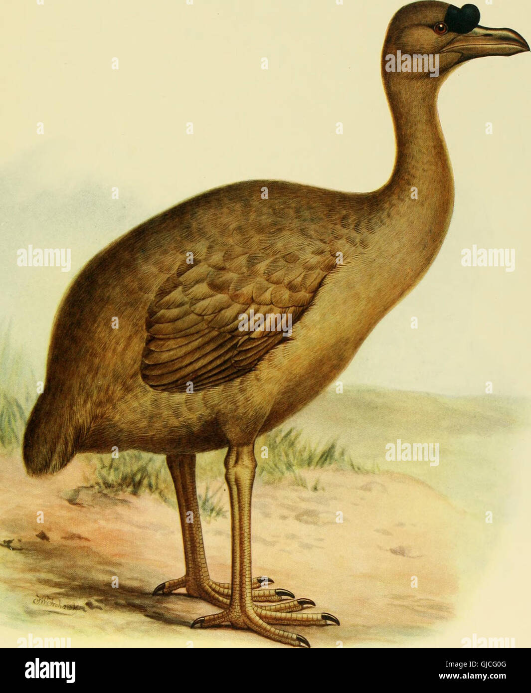 A photograph from the book 'Extinct Birds', documenting species that ...