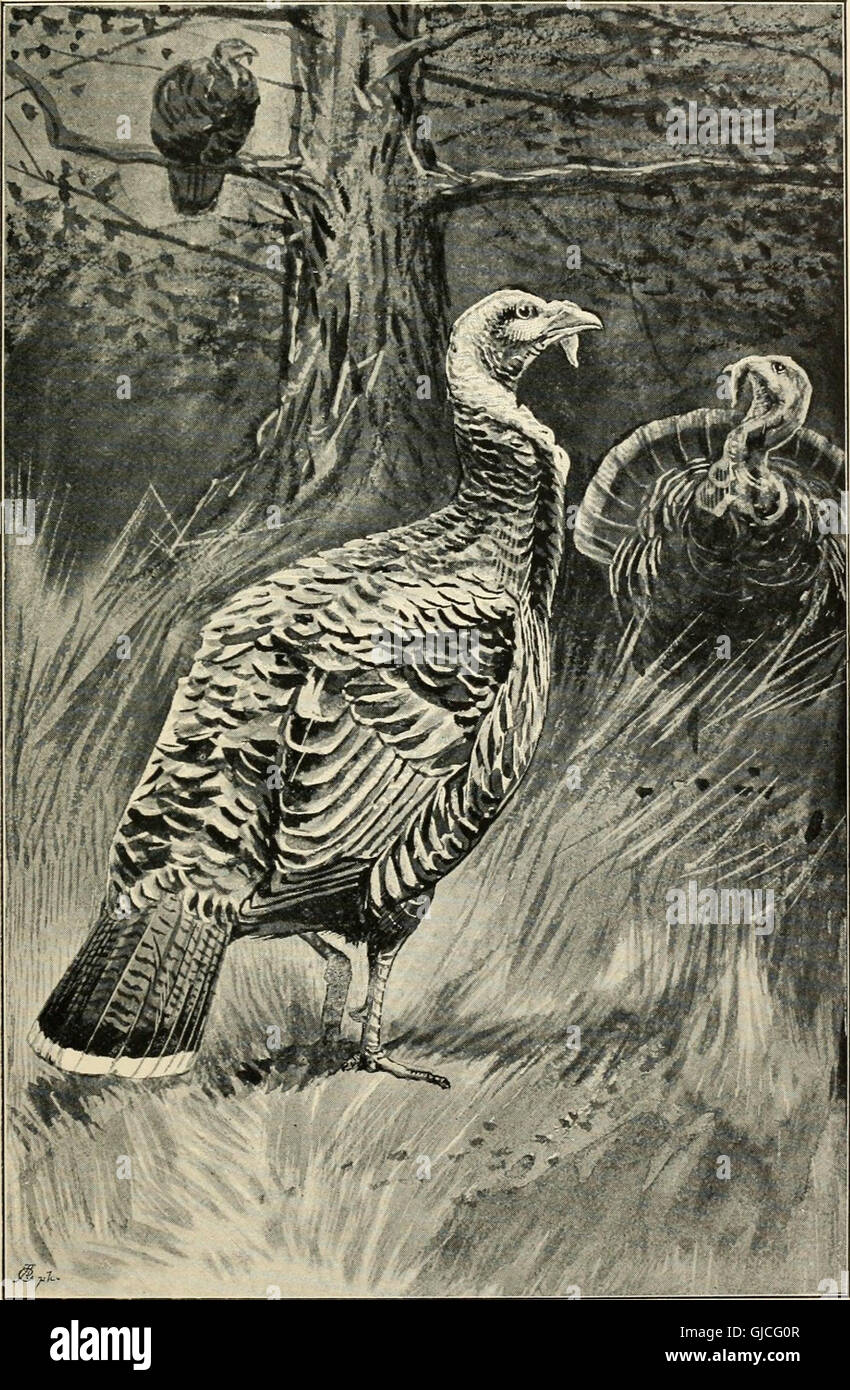 Lost and vanishing birds; being a record of some remarkable extinct ...