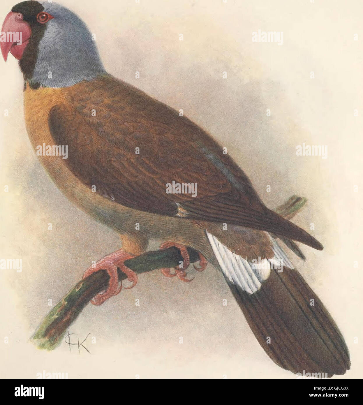 'Extinct Birds' offers a detailed compilation of bird species that have ...