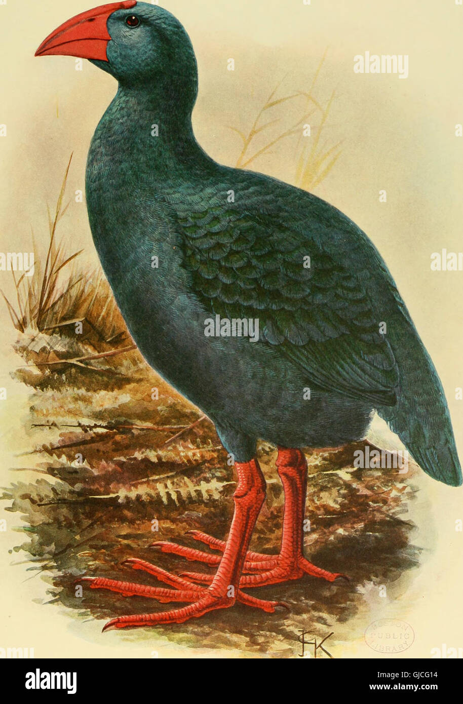 Extinct birds - an attempt to unite in one volume a short account of ...