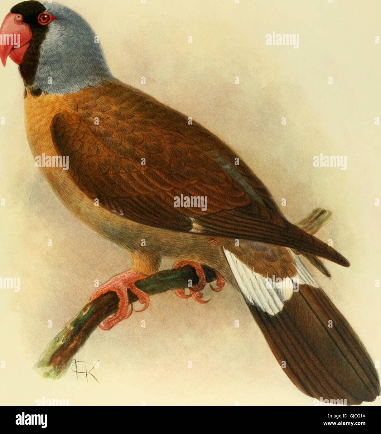 This work provides a comprehensive account of birds that have gone ...