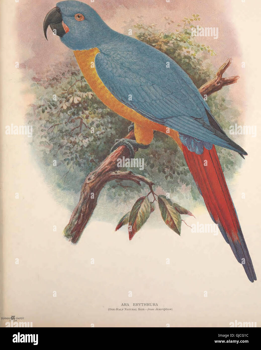 'Extinct Birds' is a work that compiles a list and brief accounts of ...