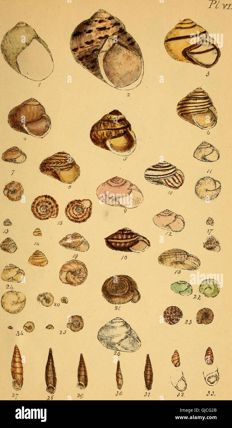 Published in 1858, this manual provides detailed descriptions and ...